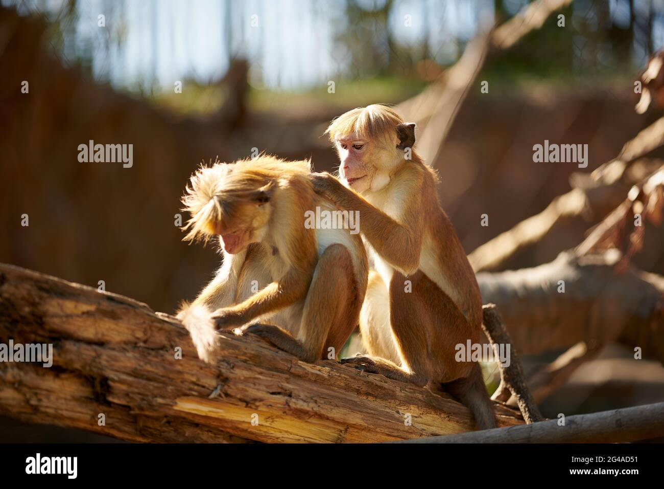 Monkey with family Stock Photo - Alamy