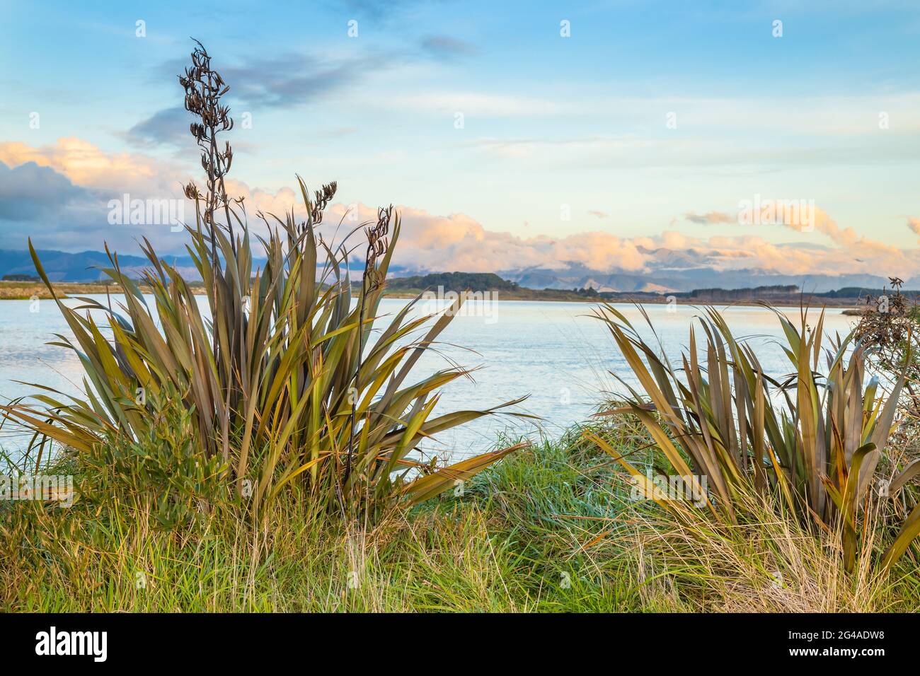 Native to New Zealand is this Flax plant. that is grown by rivers and ...