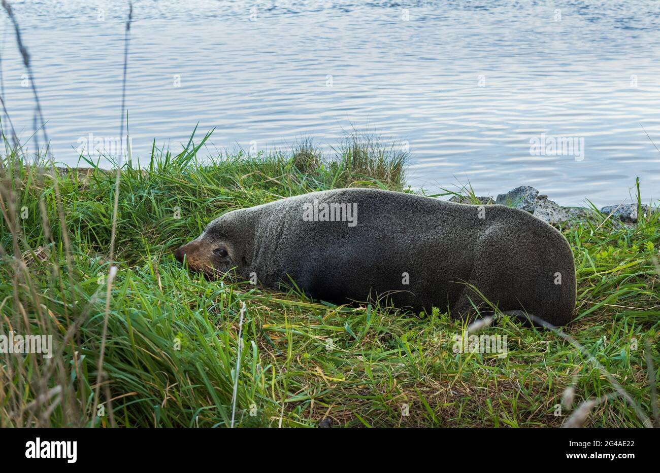 Estuary wildlife hi-res stock photography and images - Alamy