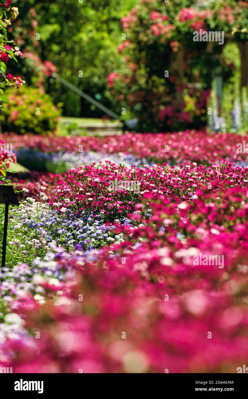 Sunlight hit on flower hi-res stock photography and images - Alamy