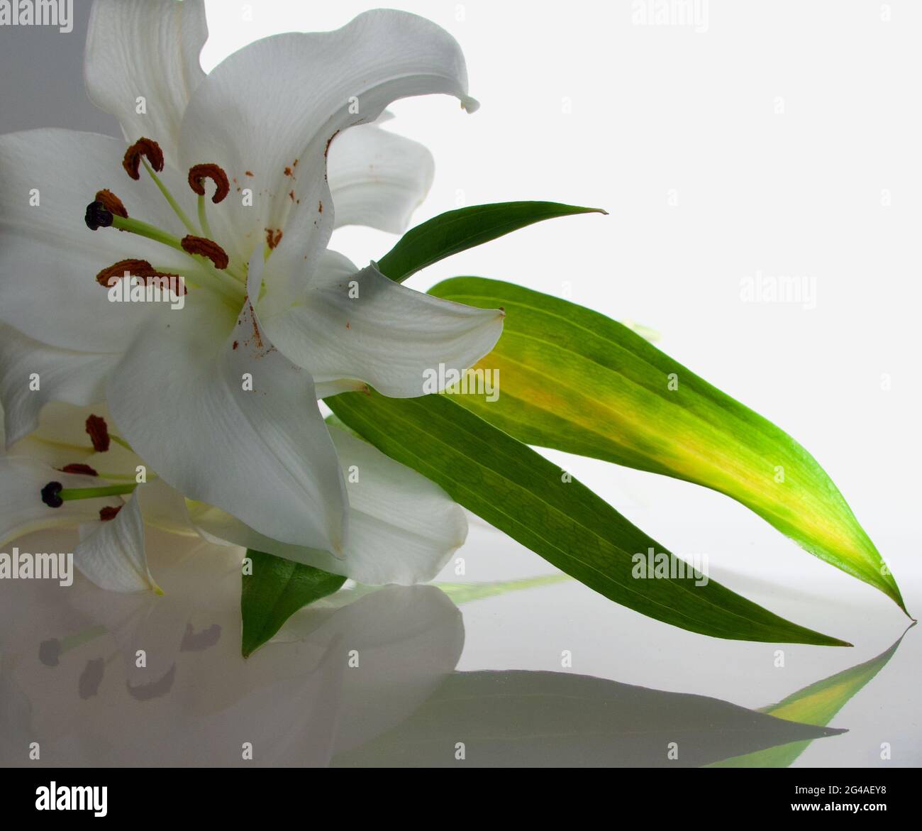 Beautiful white lily and foliage with light shining through leaves ...