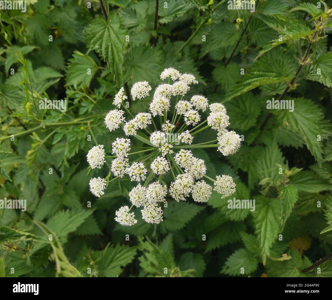 Wild cow parsley flowers amongst healthy green stinging nettle foliage ...
