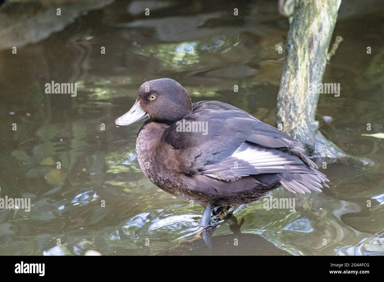 Whio, New Zealand's native and endangered Blue Duck Stock Photo - Alamy