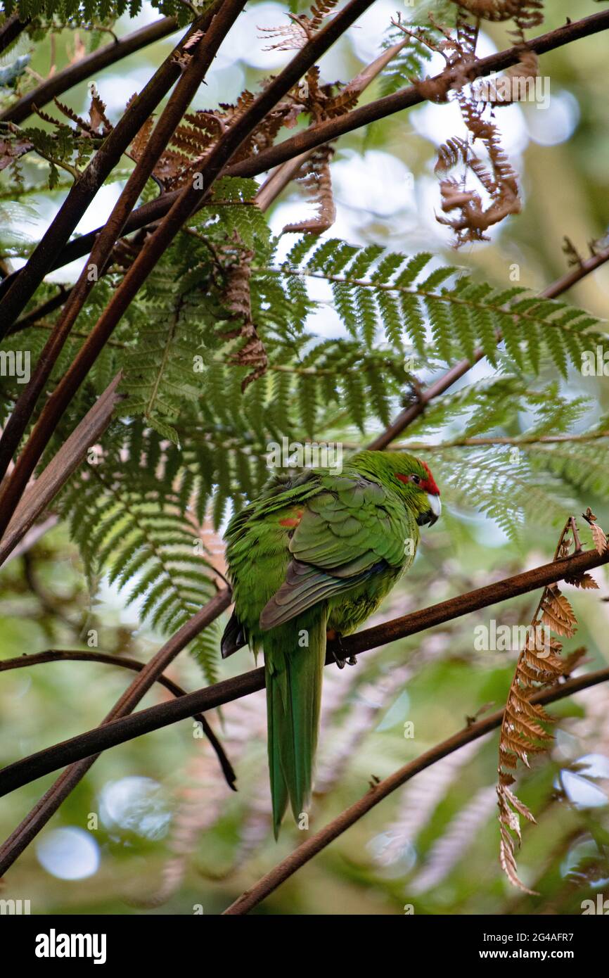 Kakariki, or New Zealand Red Crowned Parakeet Stock Photo - Alamy
