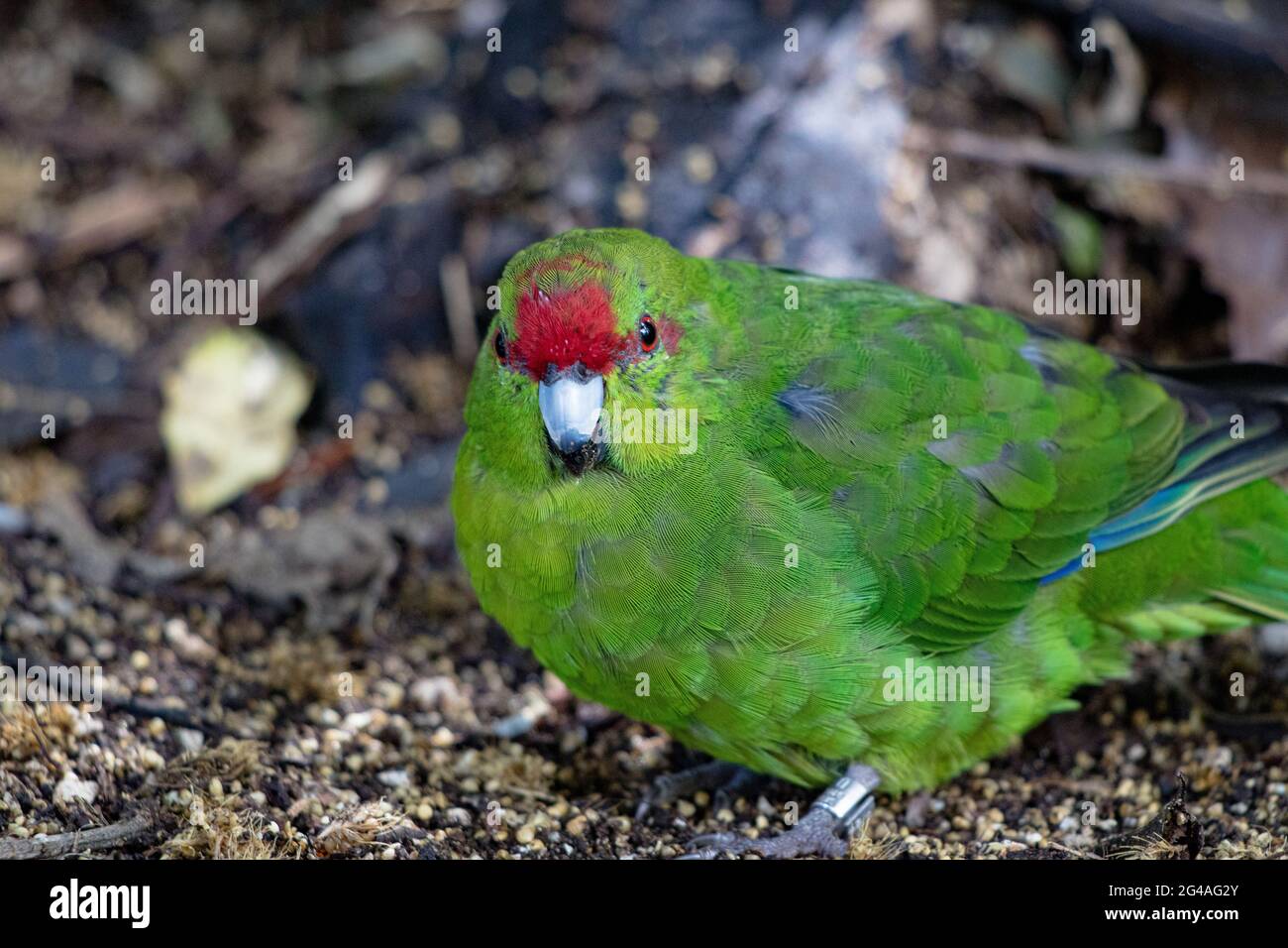Kakariki, or New Zealand Red Crowned Parakeet Stock Photo - Alamy