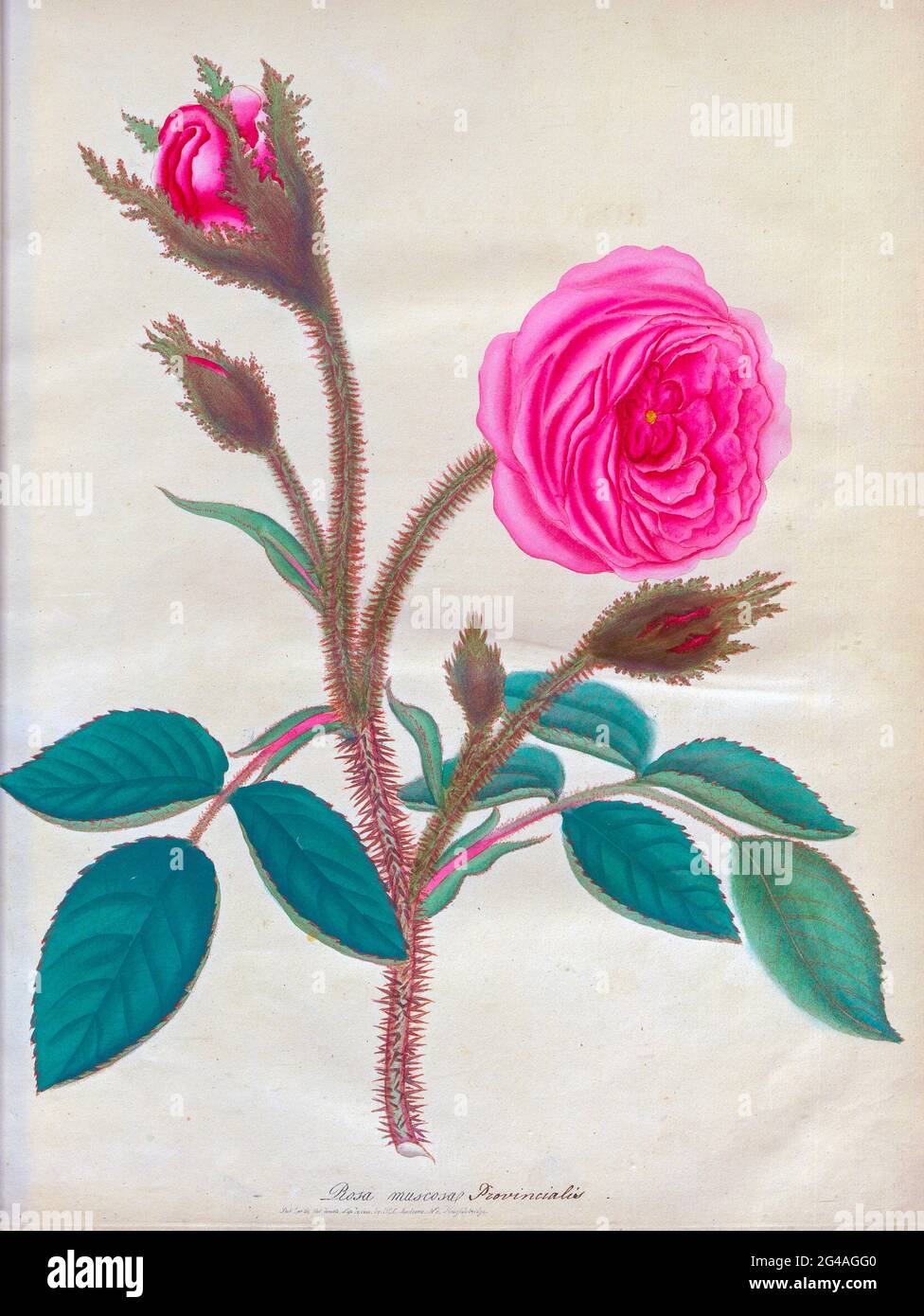 Moss drawing hi-res stock photography and images - Alamy