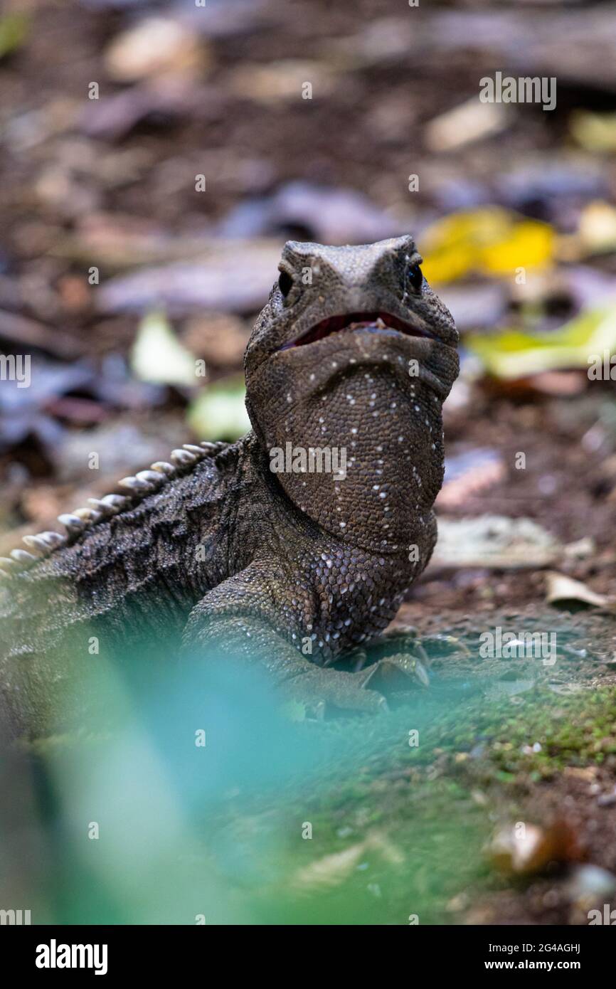 Tuatara head hi-res stock photography and images - Alamy