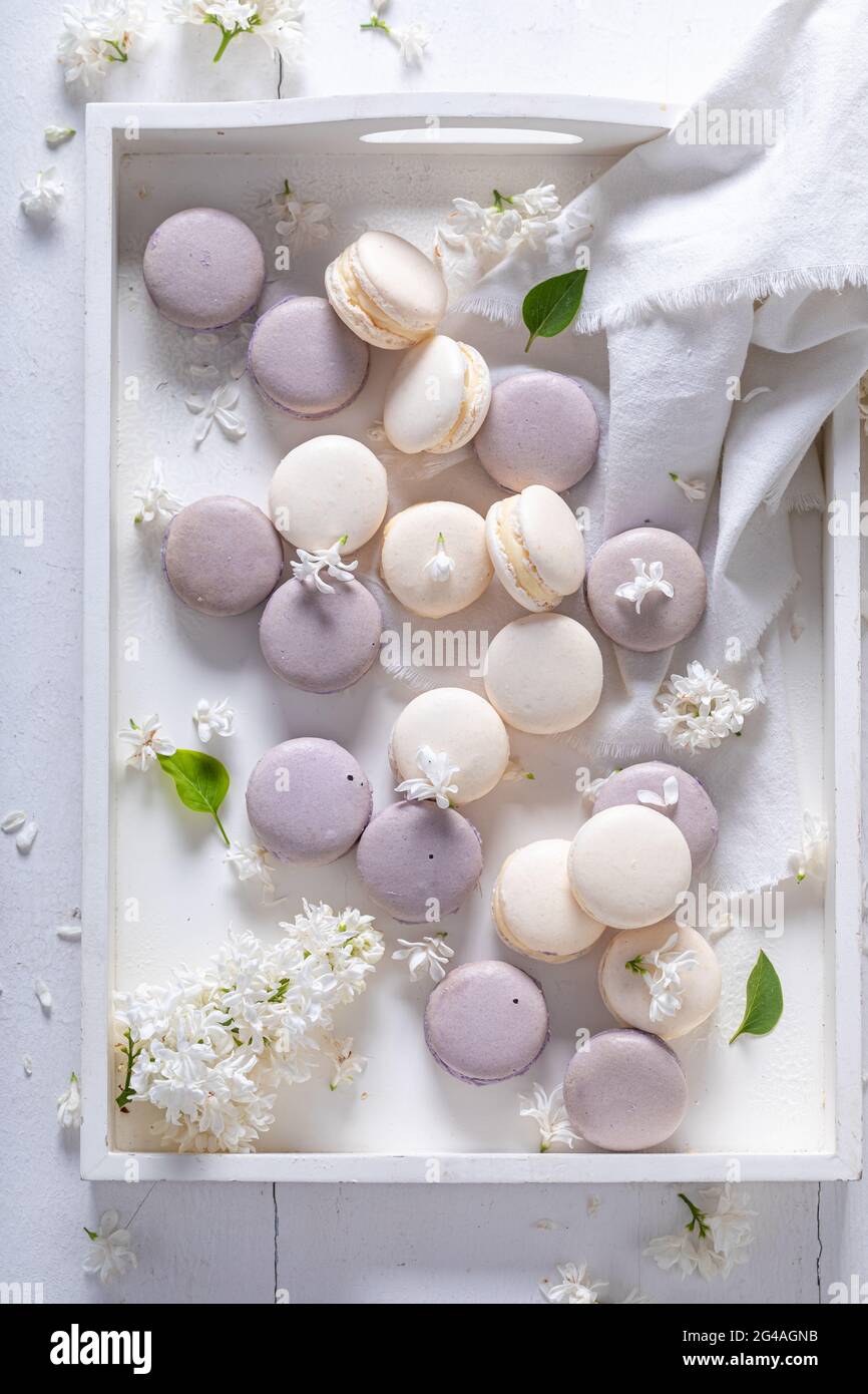 Lovely macaroons flavored lilac. Dessert concept for summer. Beautiful ...