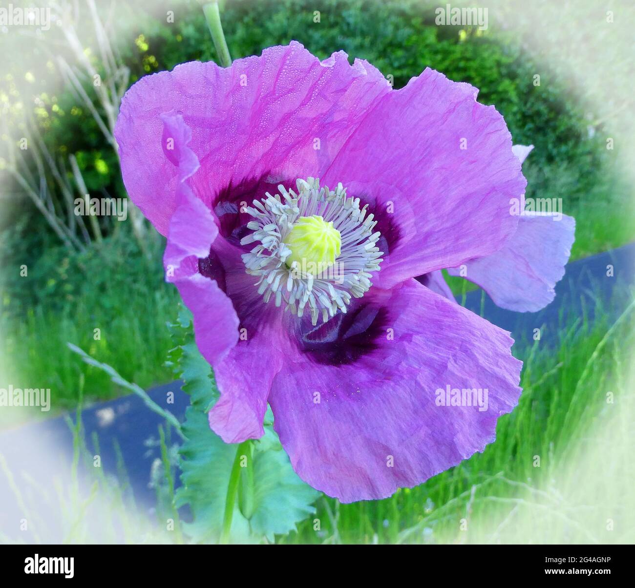 Pink oriental poppy opening in the sunlight Stock Photo - Alamy