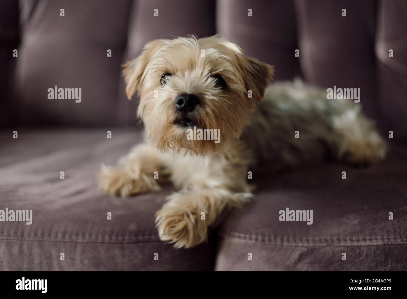 Yorkshire Terrier withfashionable haircut and silky well-groomed coat ...