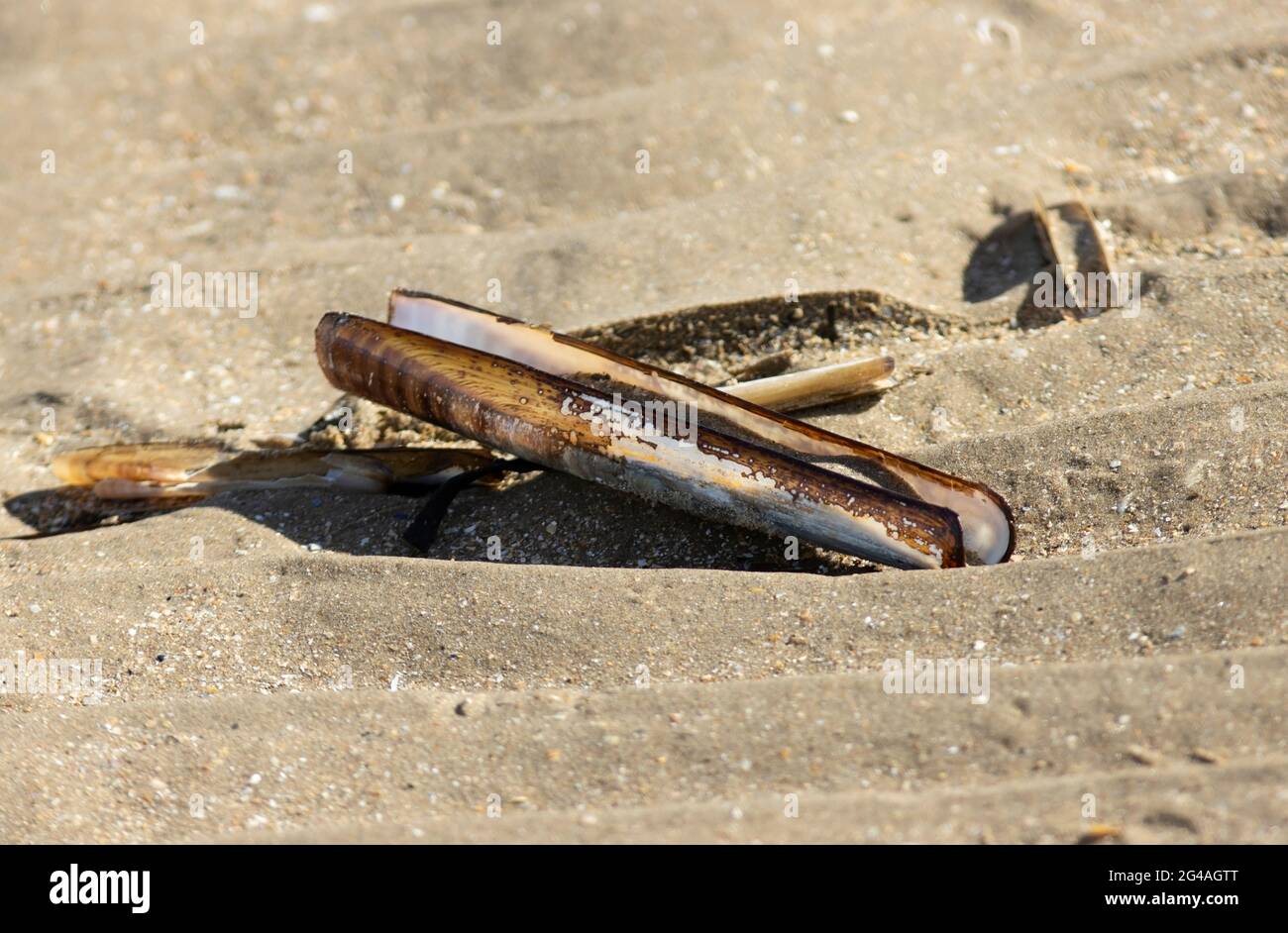 Razor shells scatter the strand line on the beaches of Llandonna Bay ...