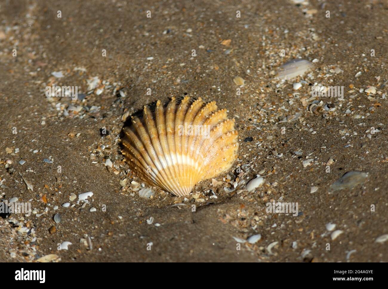 Prickly cockle seashell hi-res stock photography and images - Alamy