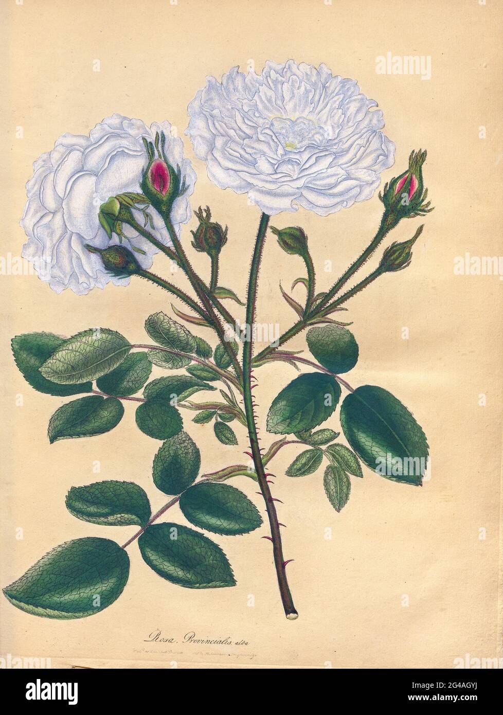 White rose drawing hi-res stock photography and images - Alamy