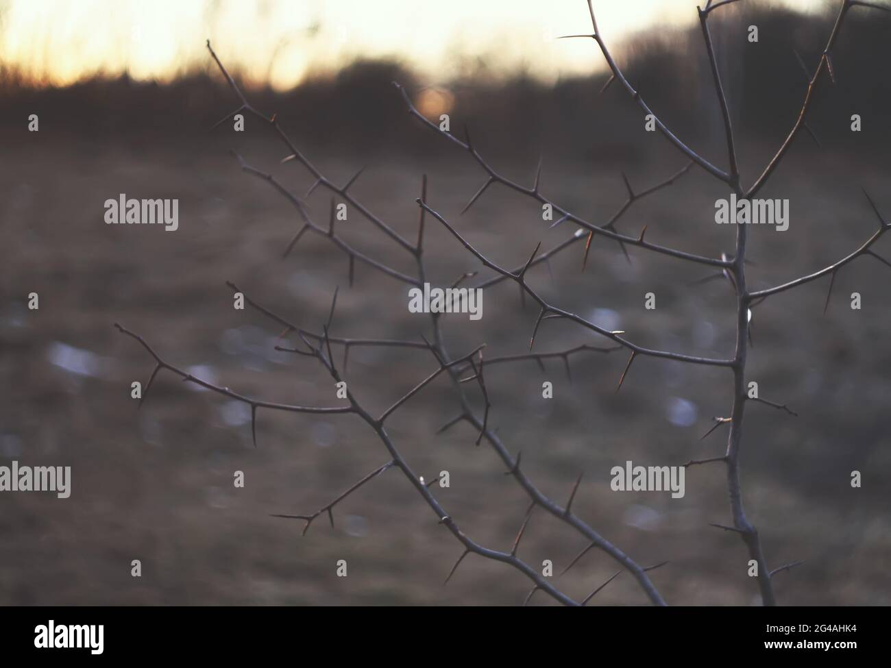 Branches of the tree on bright sunset background Stock Photo - Alamy