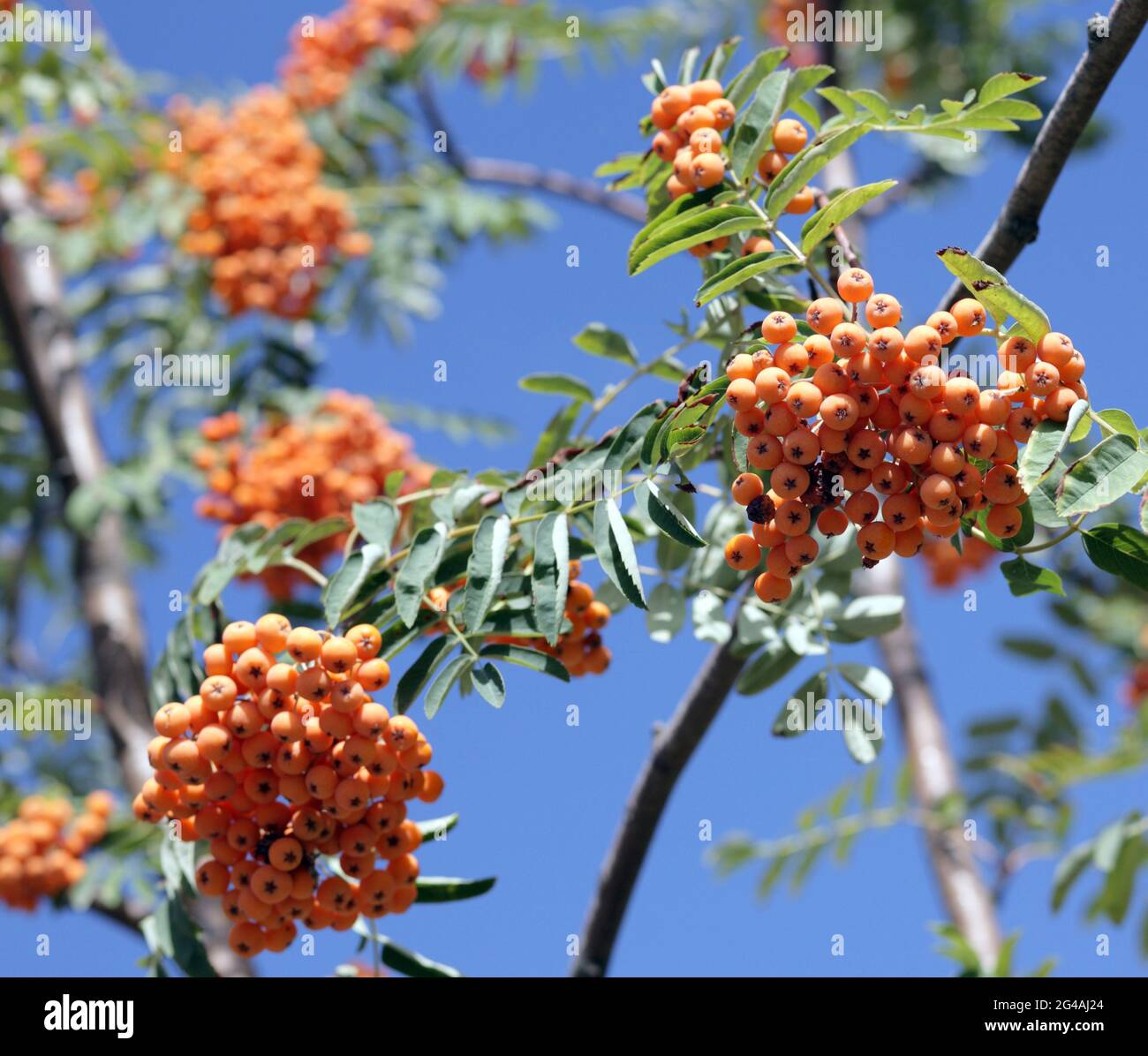 ashberry with leafs on sky background, september Stock Photo - Alamy
