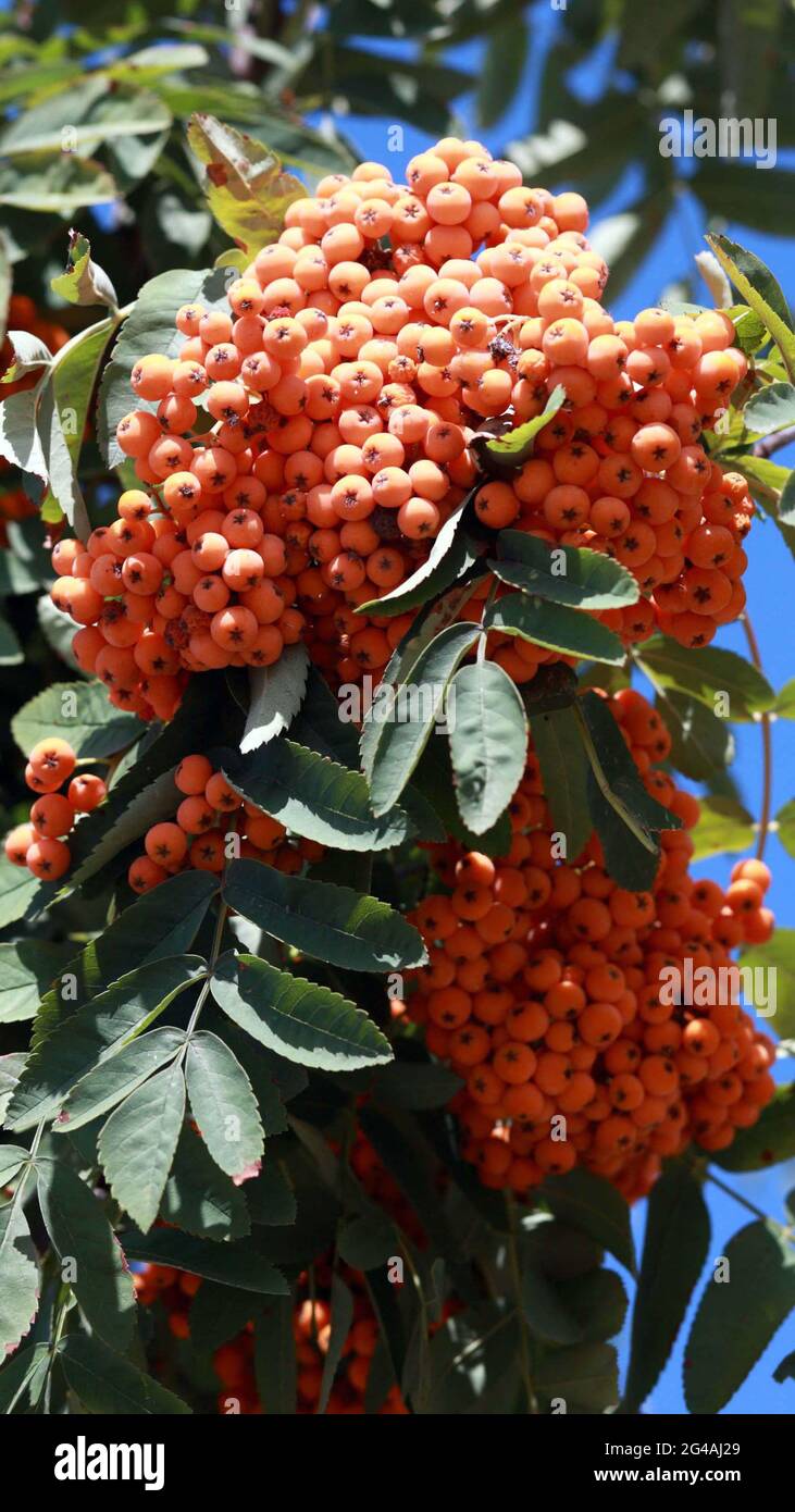 ashberry at dry sunny day Stock Photo - Alamy