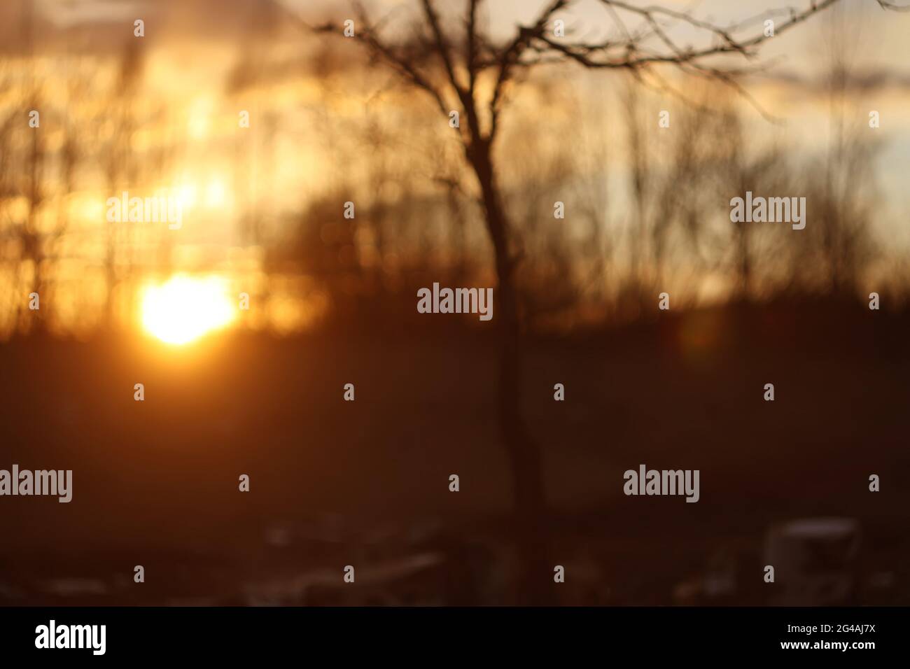 Branches of the tree on bright sunset background Stock Photo - Alamy