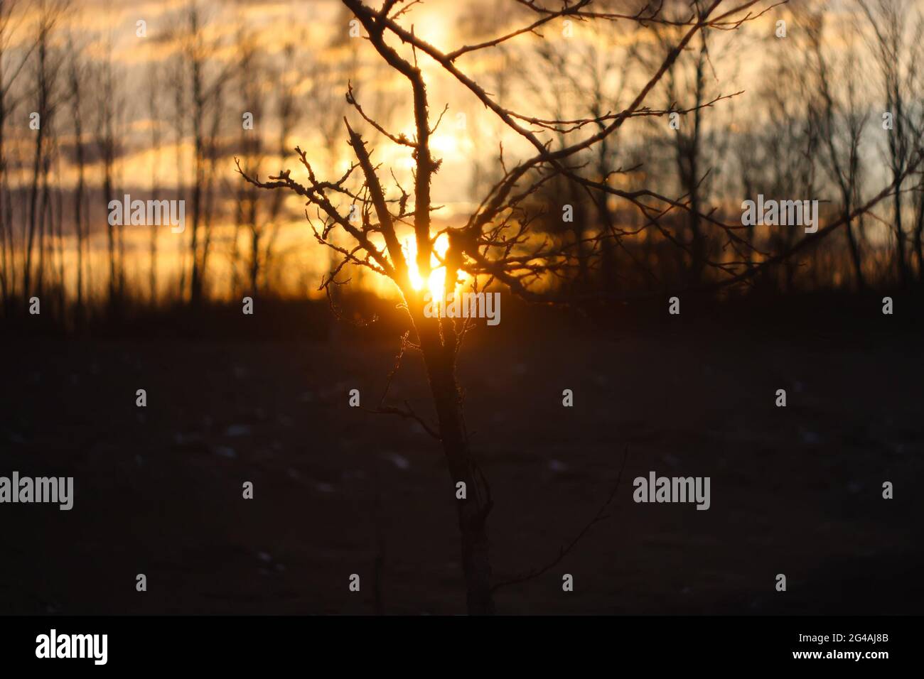 Branches of the tree on bright sunset background Stock Photo - Alamy