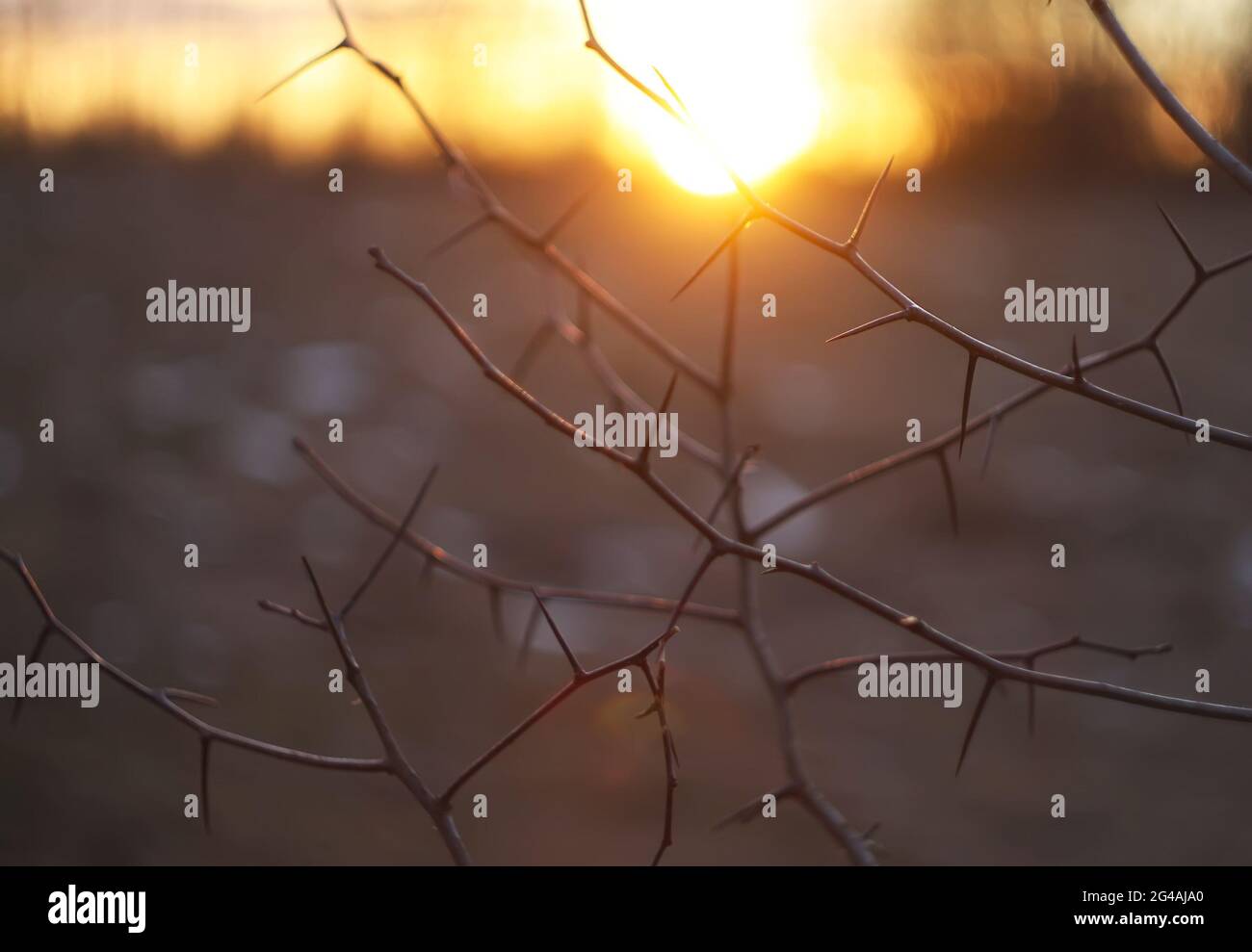Branches of the tree on bright sunset background Stock Photo - Alamy