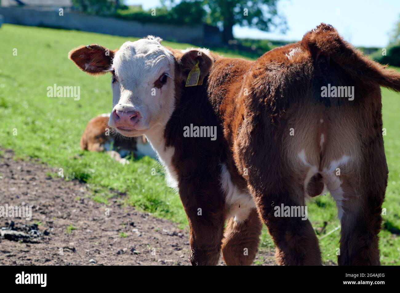 Cow testicles hi-res stock photography and images - Alamy