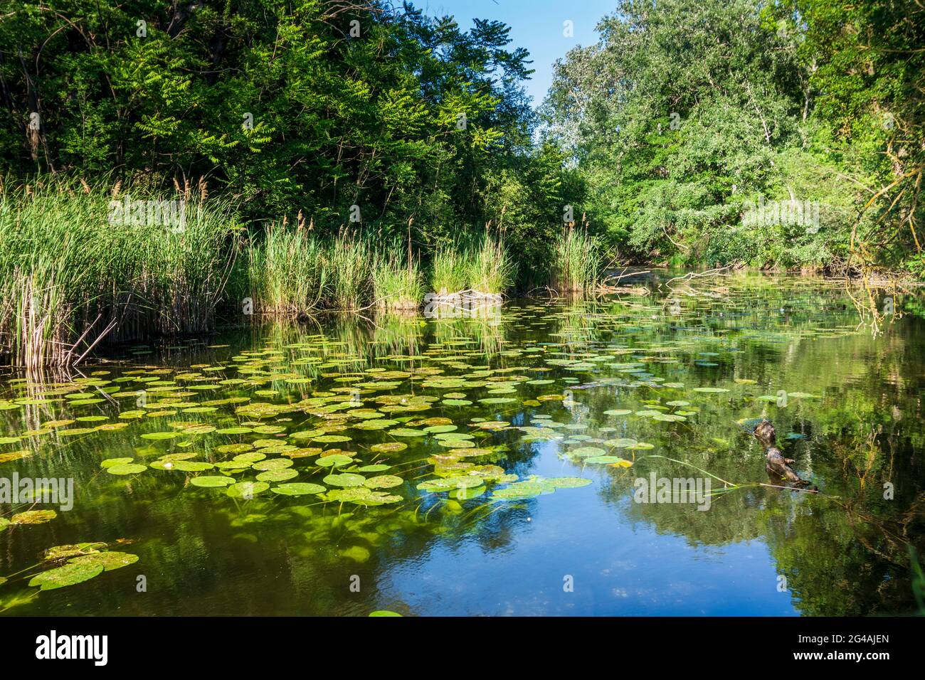 Wien, Vienna: oxbow lake Mühlwasser, in Lobau, part of Nationalpark ...