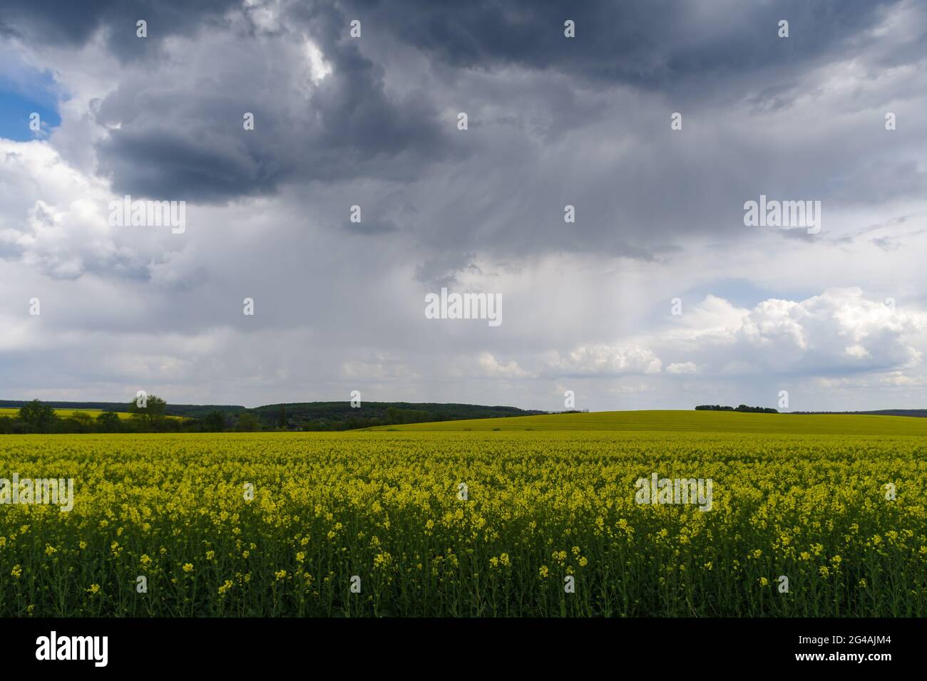 Oilseed rape field, Podilski Tovtry National nature park, Podolia ...