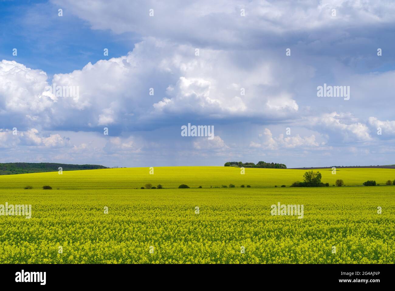 Oilseed rape field, Podilski Tovtry National nature park, Podolia ...