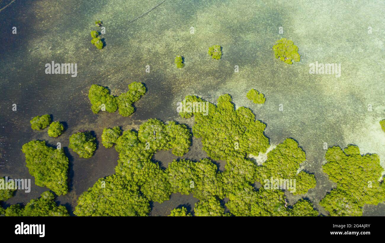 Tropical mangrove green tree forest view from above, trees, river ...