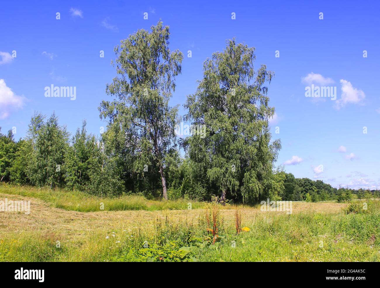 Two birch trees hi-res stock photography and images - Alamy