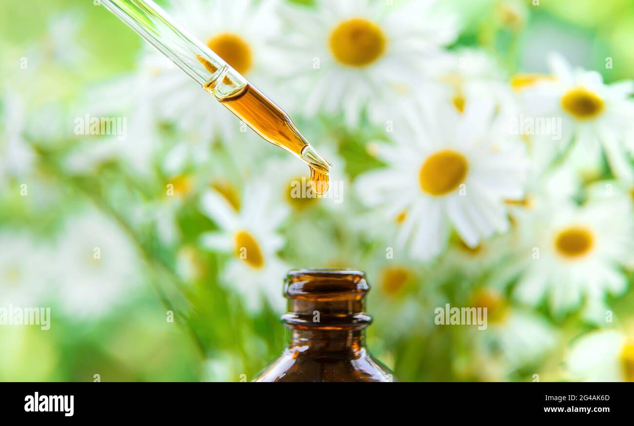 Tincture of chamomile extract in a pipette drop. Selective focus ...