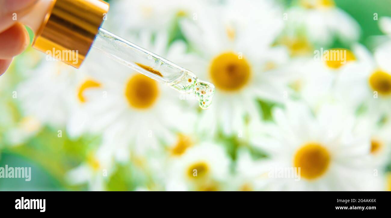 Tincture of chamomile extract in a pipette drop. Selective focus ...