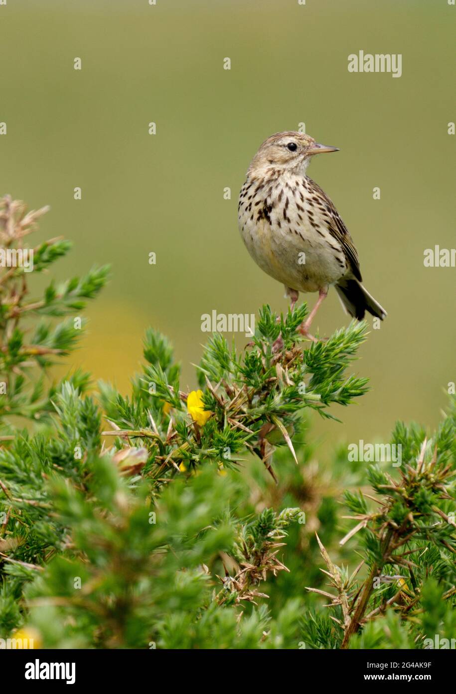 Bird on gorse hi-res stock photography and images - Alamy
