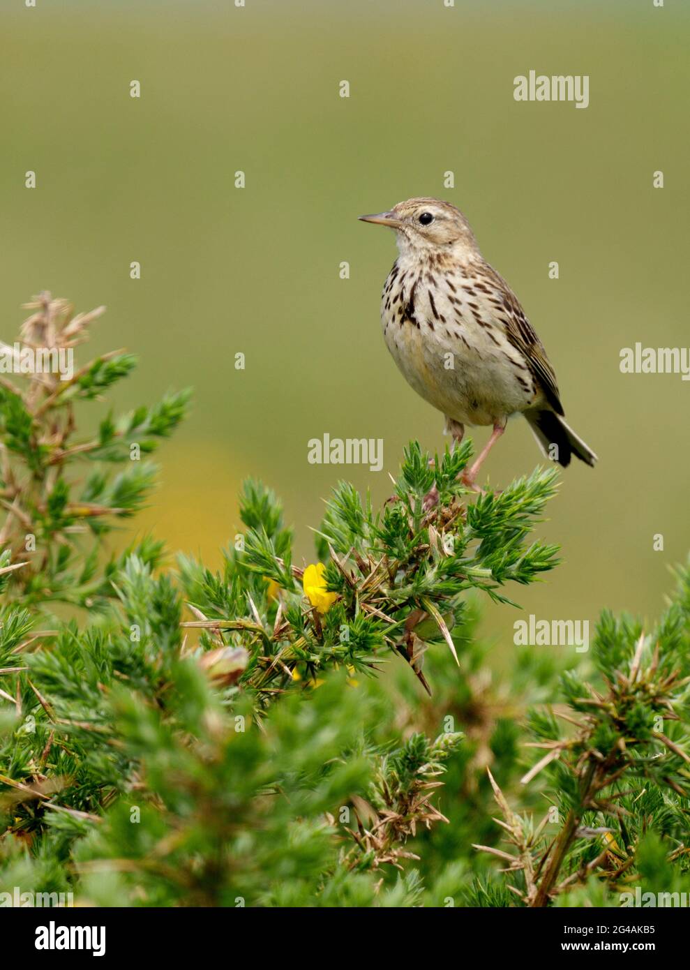 Bird on gorse hi-res stock photography and images - Alamy