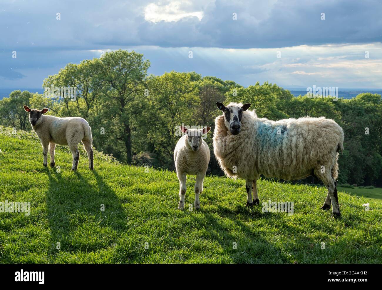 Sheep and lambs at Dovers Hill near Chipping Campden, Cotswolds ...