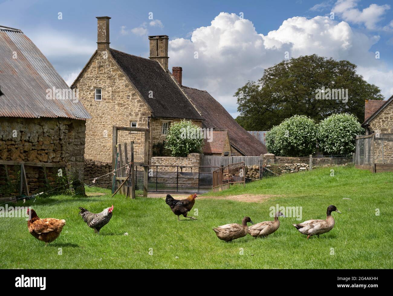 Chickens and ducks in a Cotswold farmyard setting, Gloucestershire ...