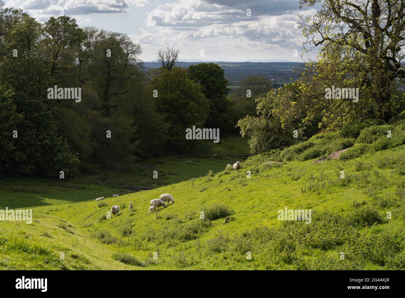 View over Weston Subedge with sheep and lambs, Cotswolds ...