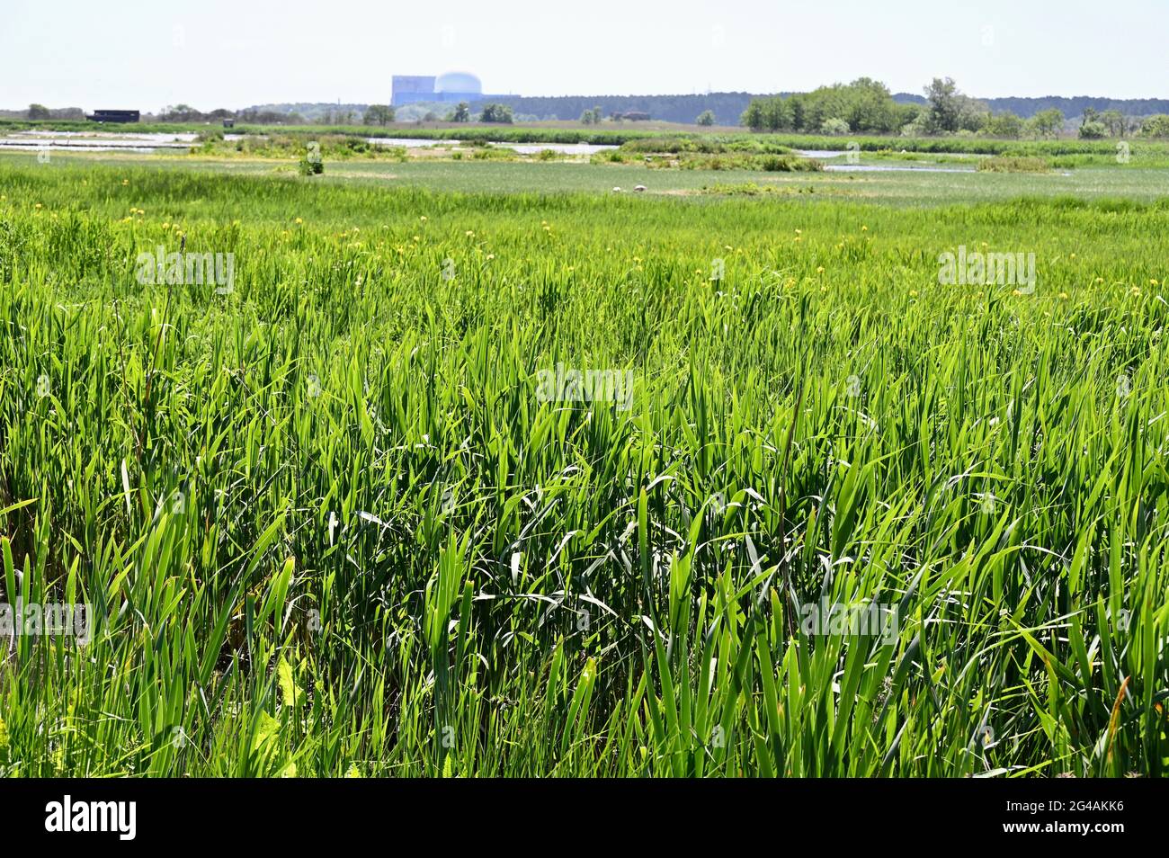 RSPB Minsmere Coastal Nature Reserve with Sizewell B nuclear power ...
