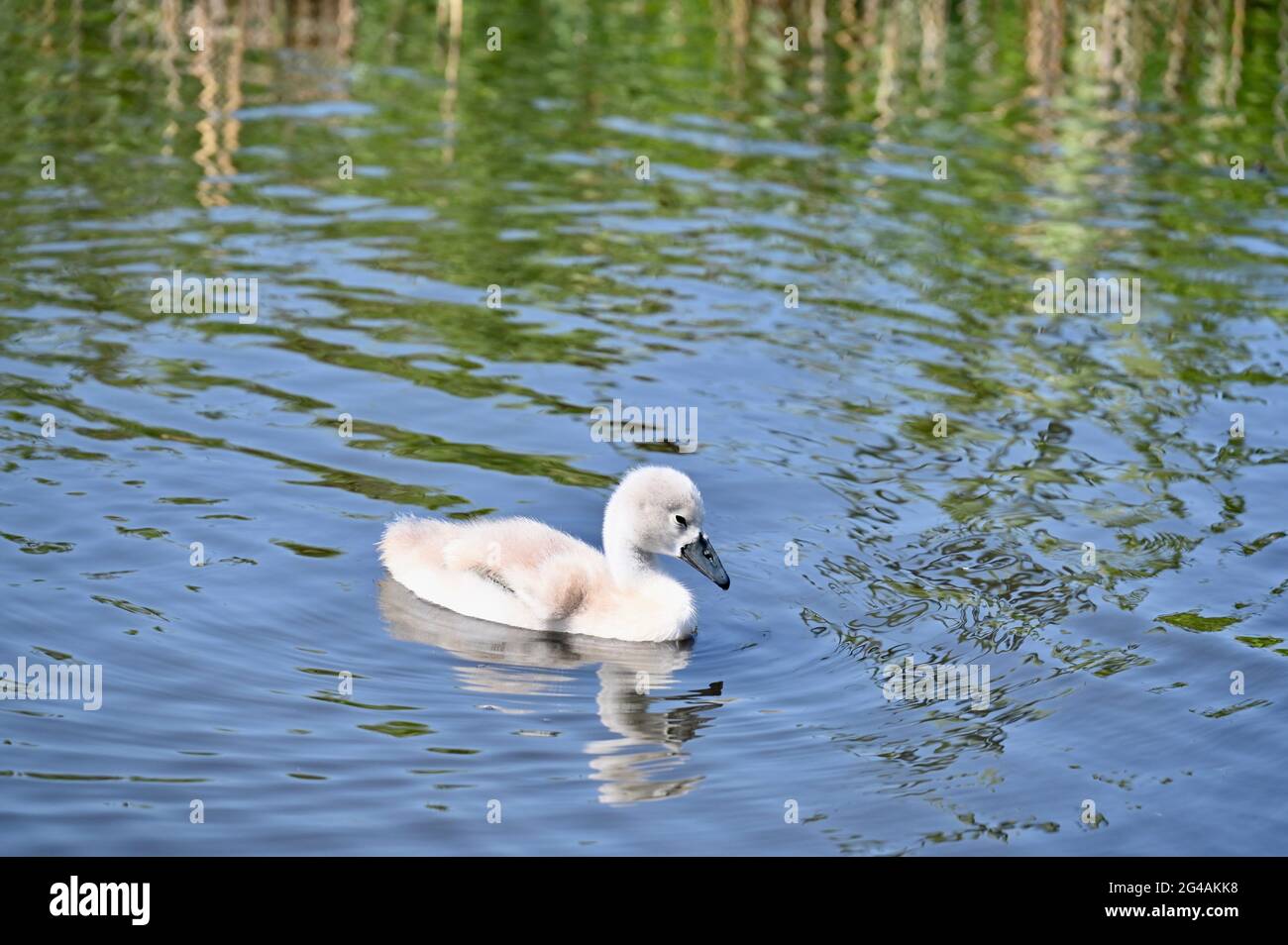 Mute Swan Cygnet (Cygnus olor Stock Photo - Alamy