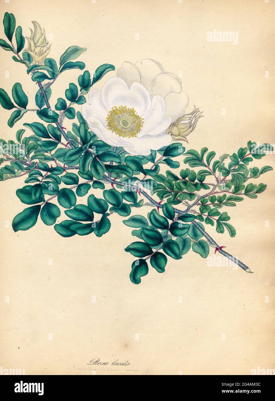 Macartney rose hi-res stock photography and images - Alamy