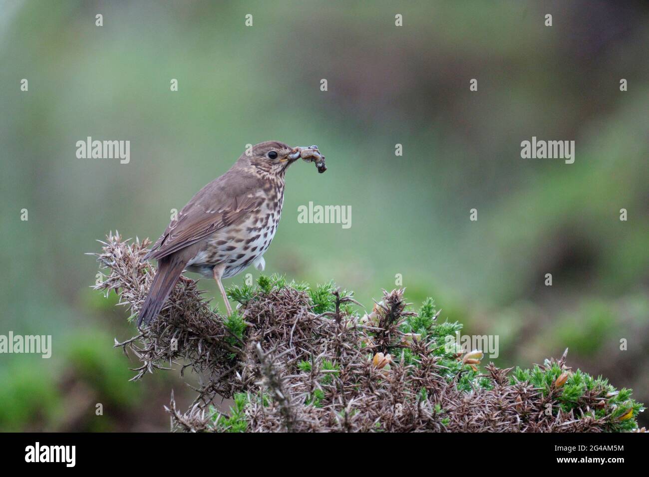 Song thrush, Turdus philomelos, single bird on gorse, Wales, June 2021 ...