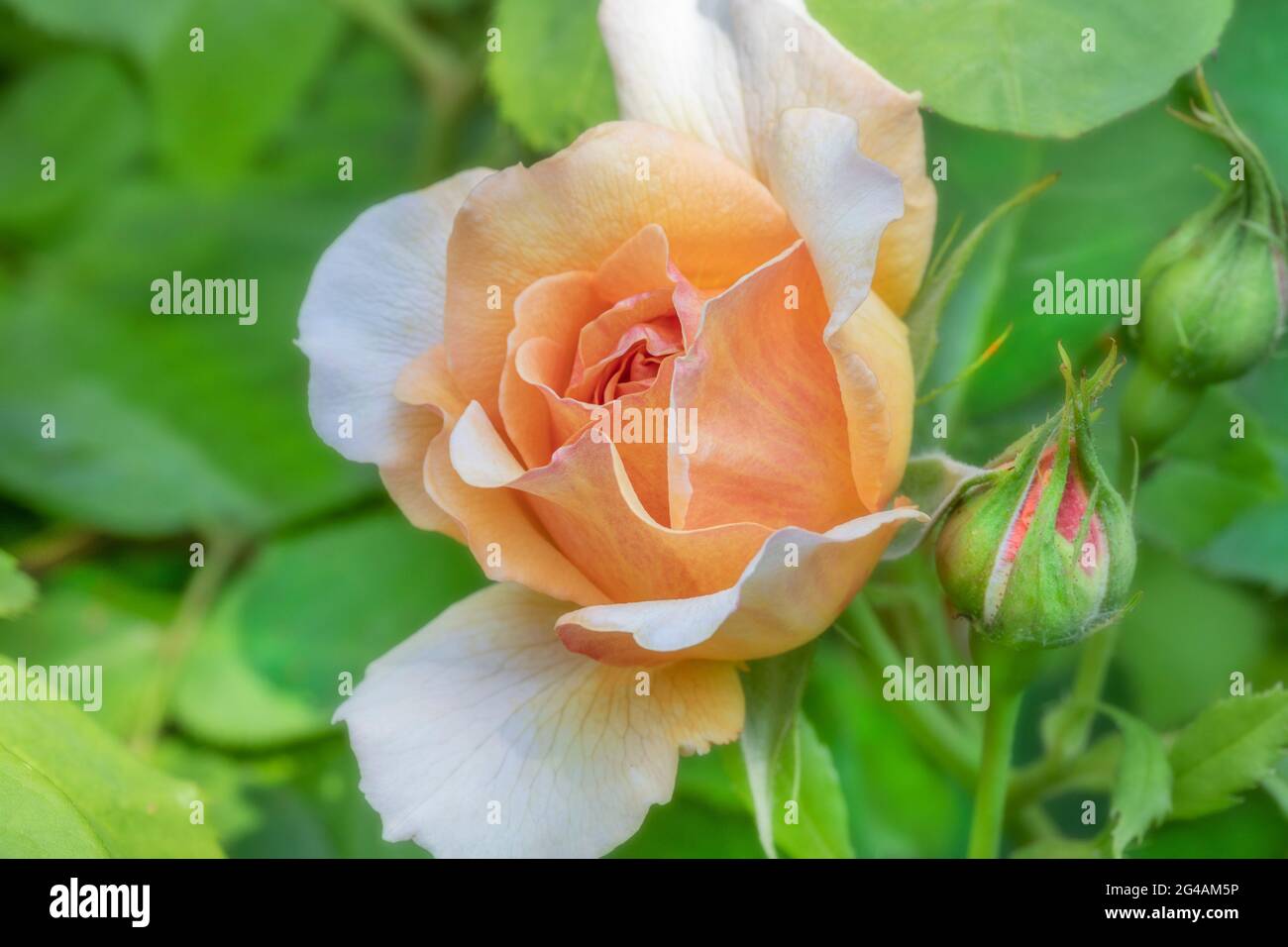 Pretty flower rose garden hi-res stock photography and images - Alamy