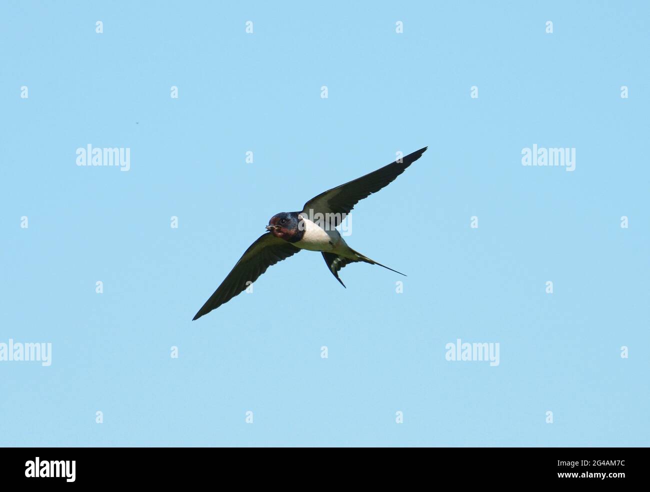 Swallow, Hirundo rustica, single bird in flight, Pembrokeshire, June ...