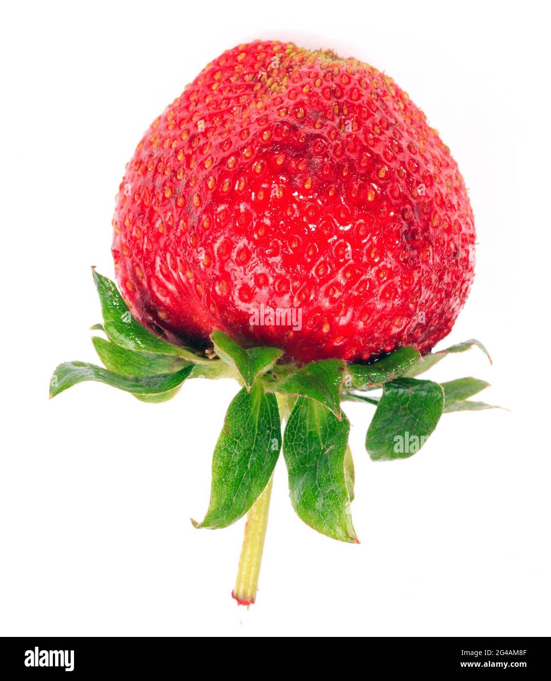 one raw red Strawberry Stock Photo - Alamy