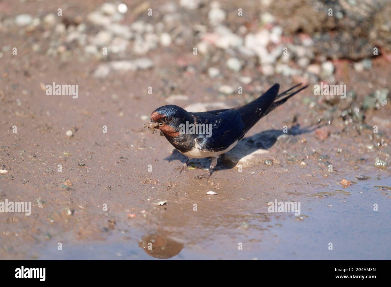 Swallow, Hirundo rustica, single bird in flight, Pembrokeshire, June ...