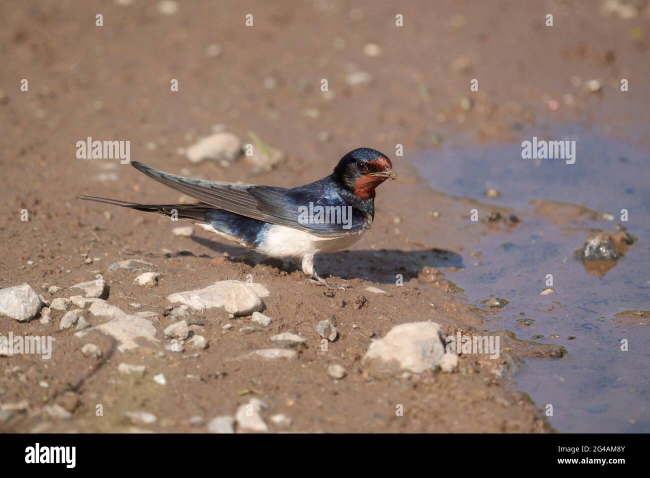 Swallow, Hirundo rustica, single bird in flight, Pembrokeshire, June ...