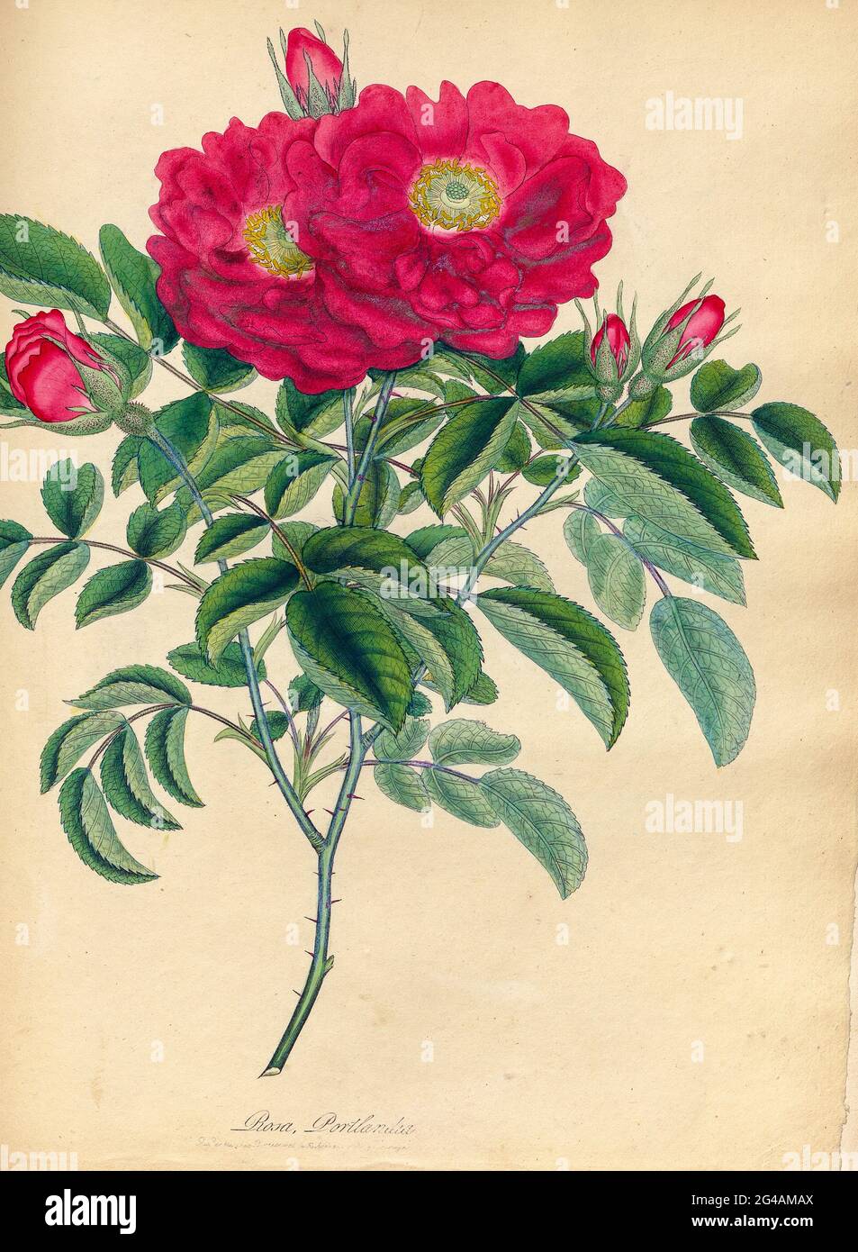 Rose from the rose garden in portland hi-res stock photography and ...