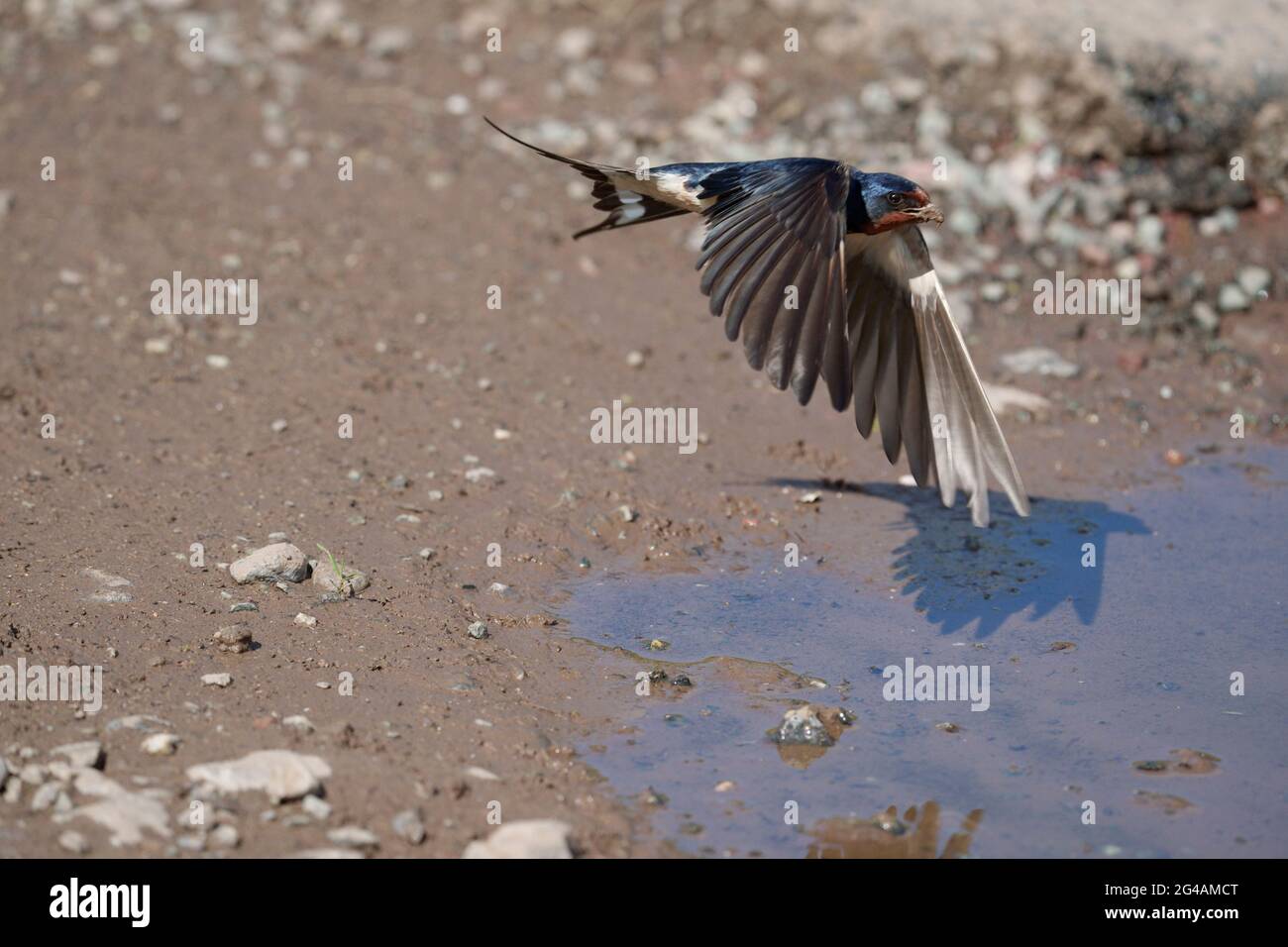 Swallow, Hirundo rustica, single bird in flight, Pembrokeshire, June ...