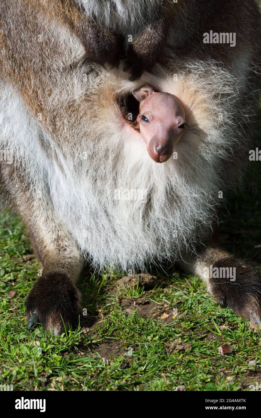 Newborn Baby Joey Sticking His Head Out Of His Mothers Pouch Stock ...
