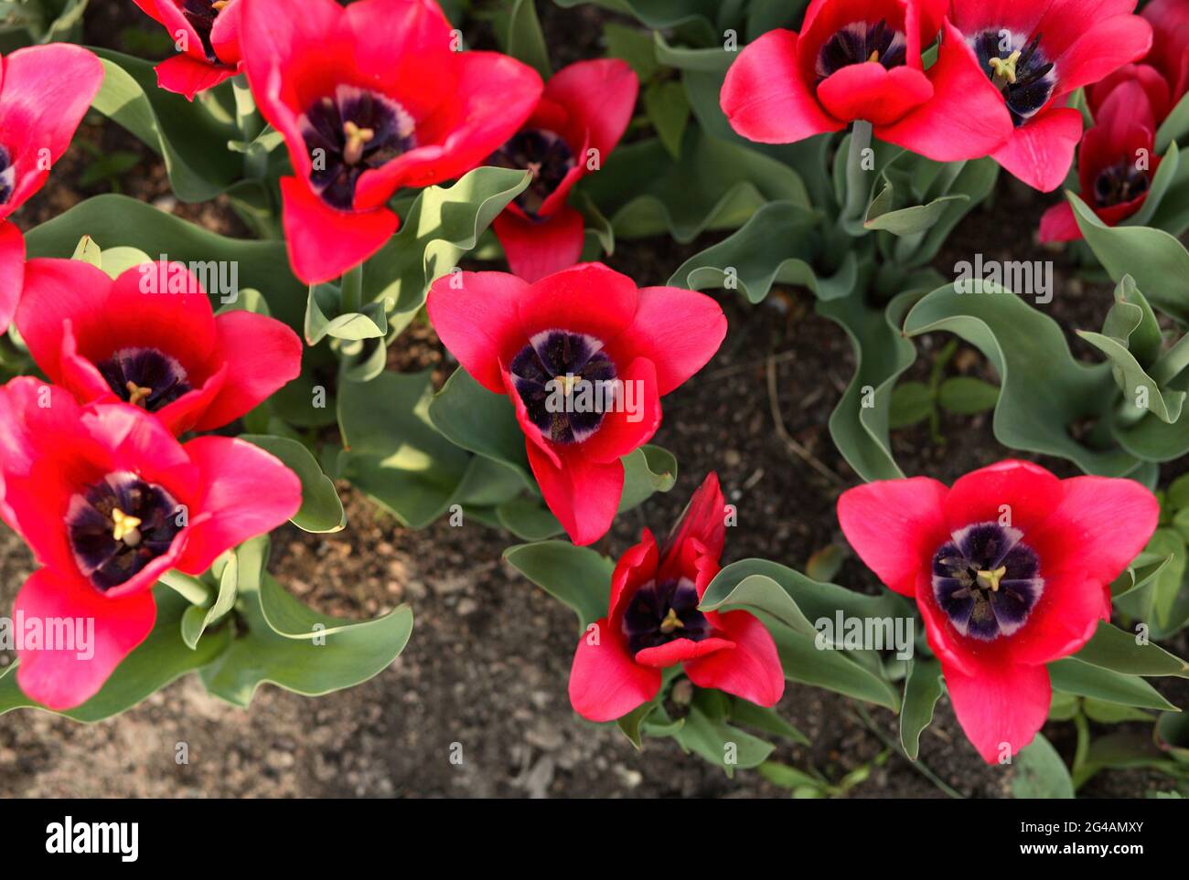 red tulip at spring on Earth Stock Photo - Alamy