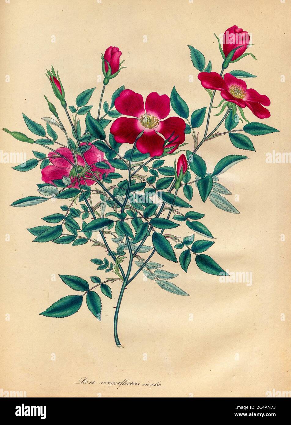 Single rose drawing hi-res stock photography and images - Alamy